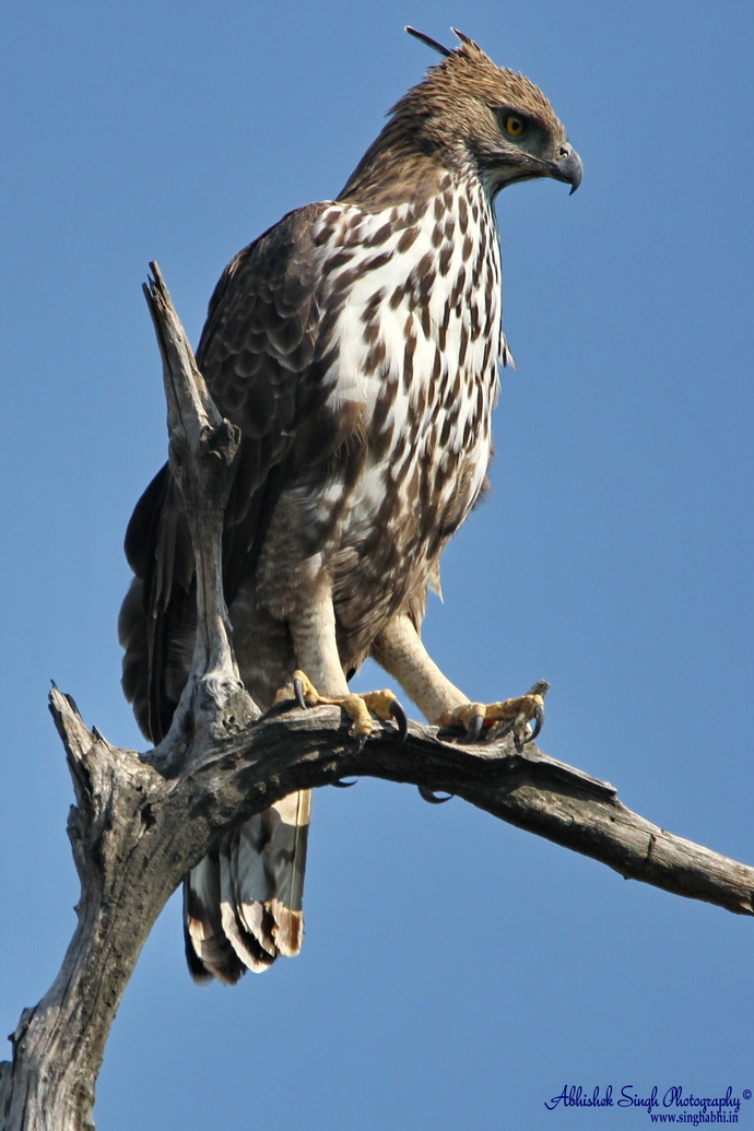 List of Birds of India | Birds of India