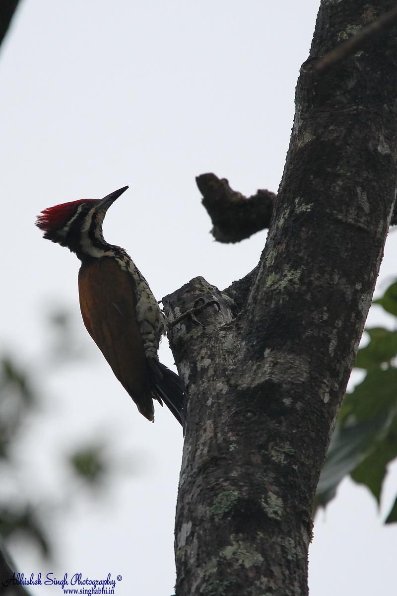 List of Birds of India | Birds of India