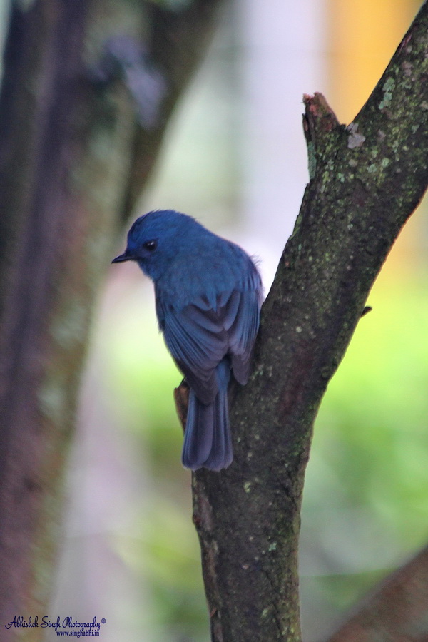 List of Birds of India | Birds of India