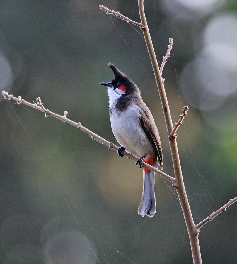 List of Birds of India | Birds of India