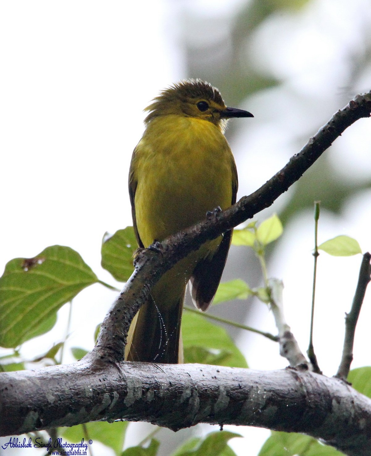 List of Birds of India | Birds of India